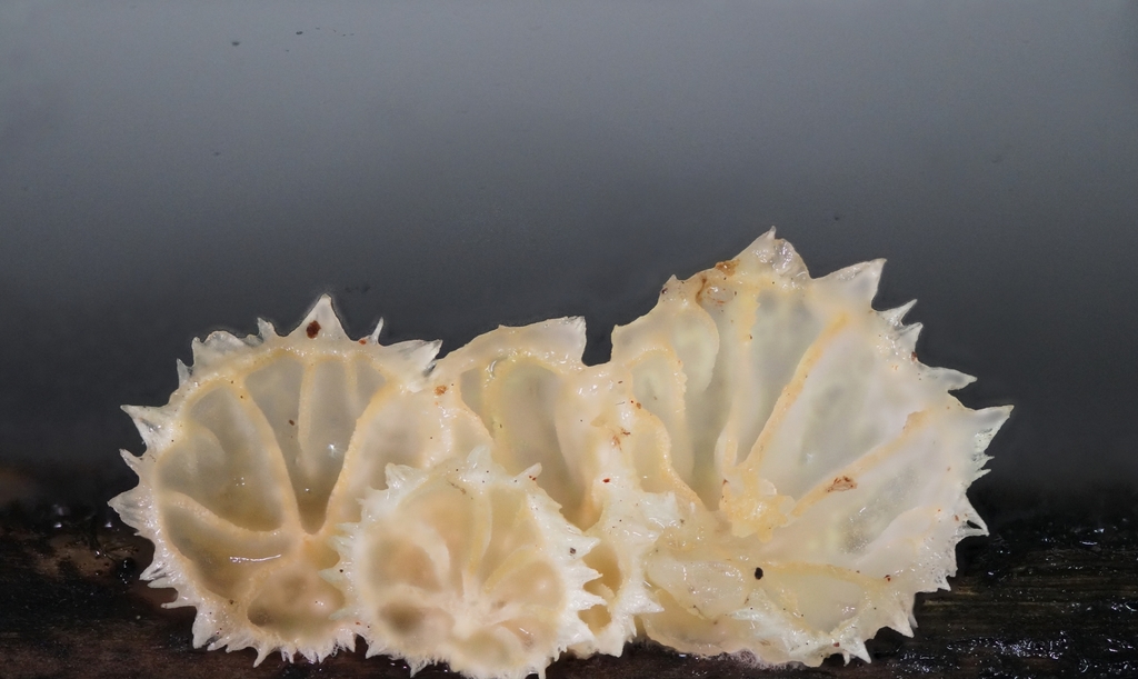 Chaetocalathus from Potaro-Siparuni, Guyana on December 24, 2021 at 09: ...