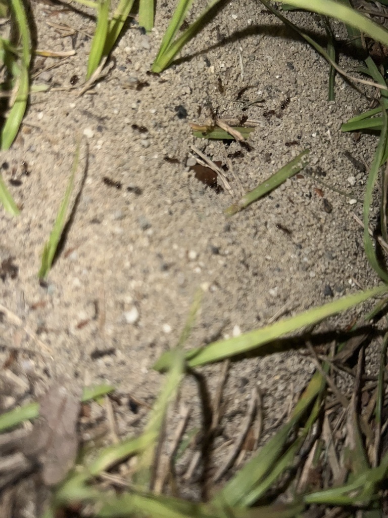 Red Imported Fire Ant from Golden Vista Blvd, Wesley Chapel, FL, US on ...