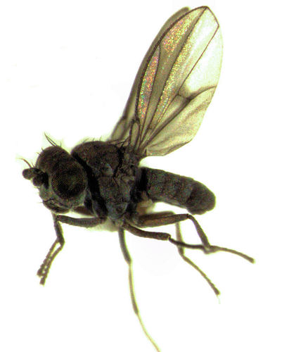 Atissa suturalis · iNaturalist Mexico