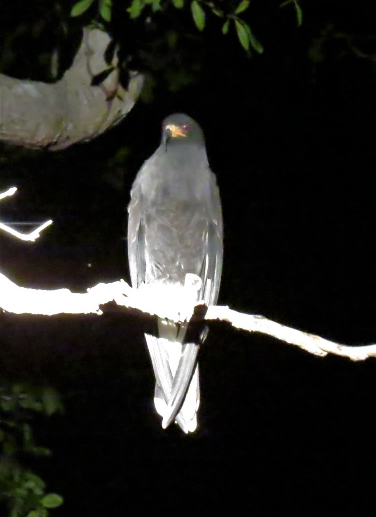 Snail Kite from New River Lagoon, Belize, Belize on February 23, 2017 ...