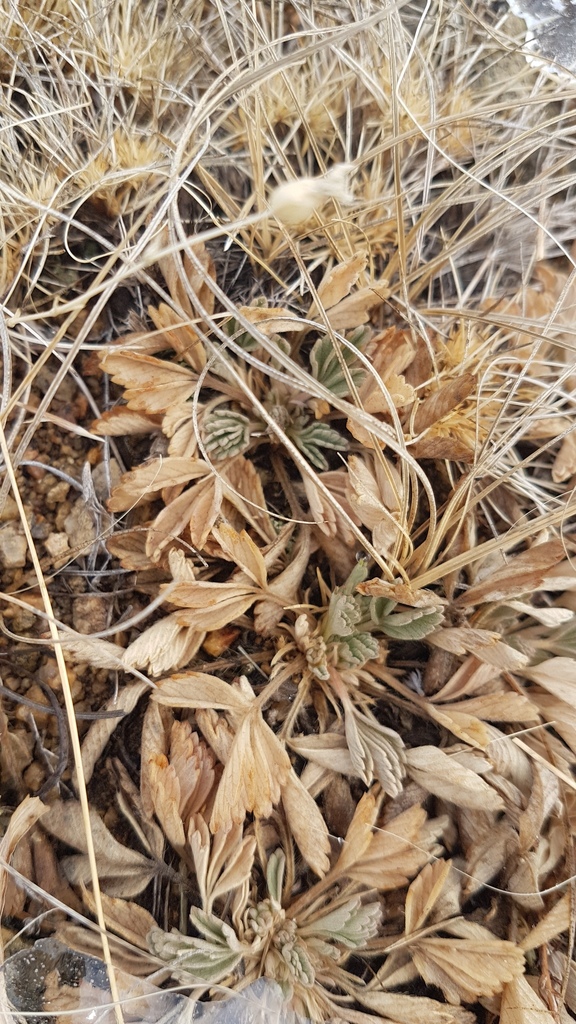 Potentilla acaulis from Иволгинский р-н, Респ. Бурятия, Россия on March ...