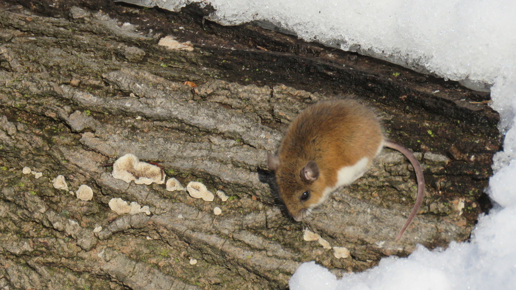 North American Deer Mice from Crystal Bay - Lakeview Park - Britannia ...