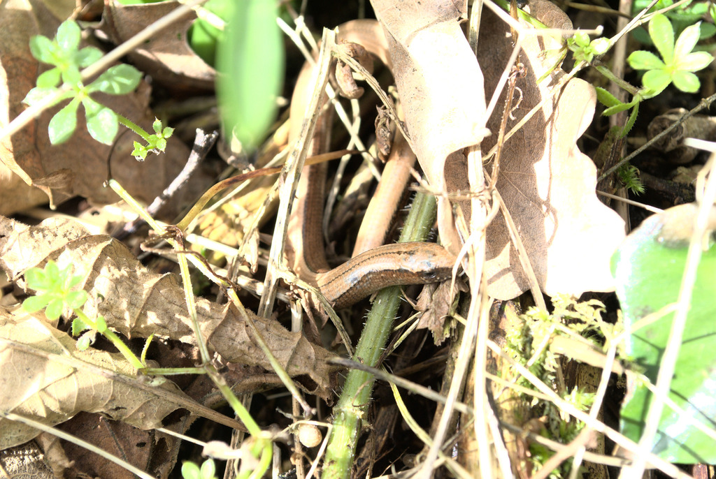 Common Slowworm from Cornwall, UK on March 10, 2022 at 01:55 PM by ...