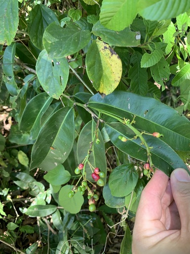 Ouratea cuspidata · iNaturalist