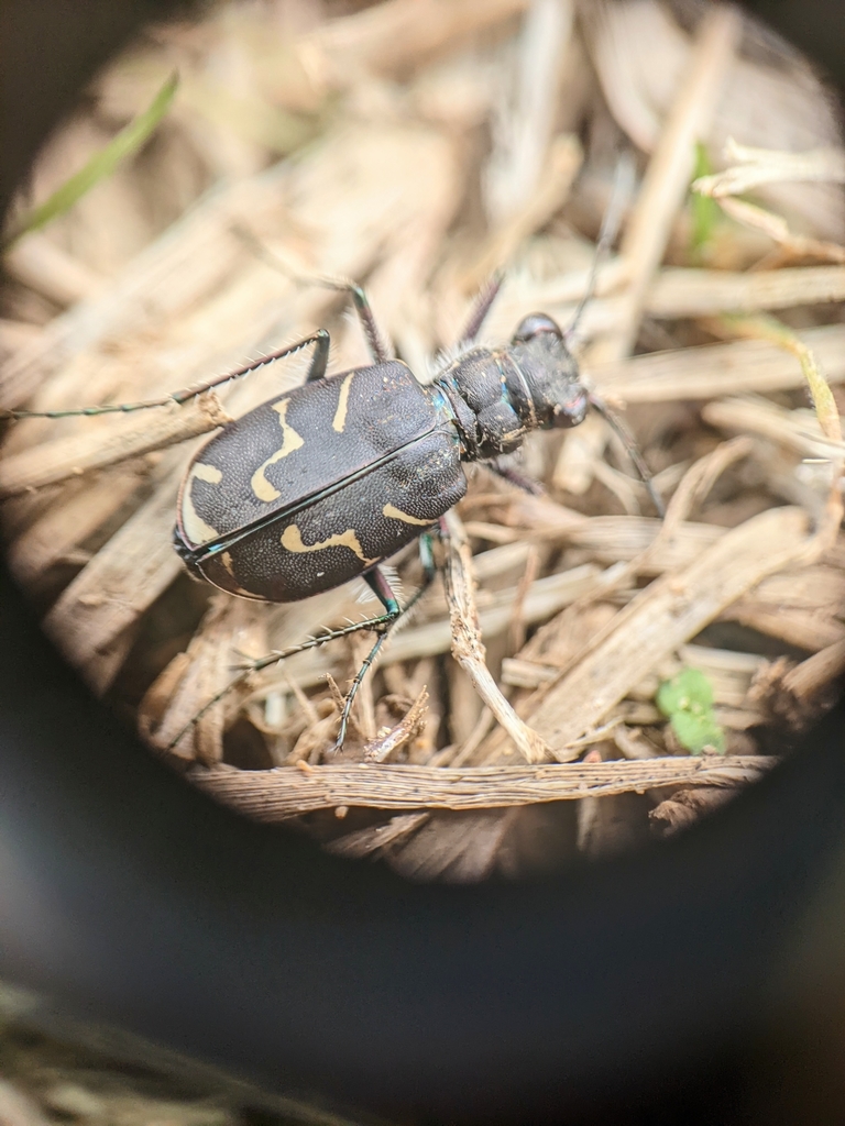 Oblique-lined Tiger Beetle from Lake Monticello, VA 22902, USA on March ...