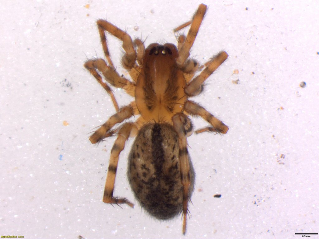 Chresiona Mesh-web Spider from Kilowern Farm, Rhodes area, Drakensberg ...