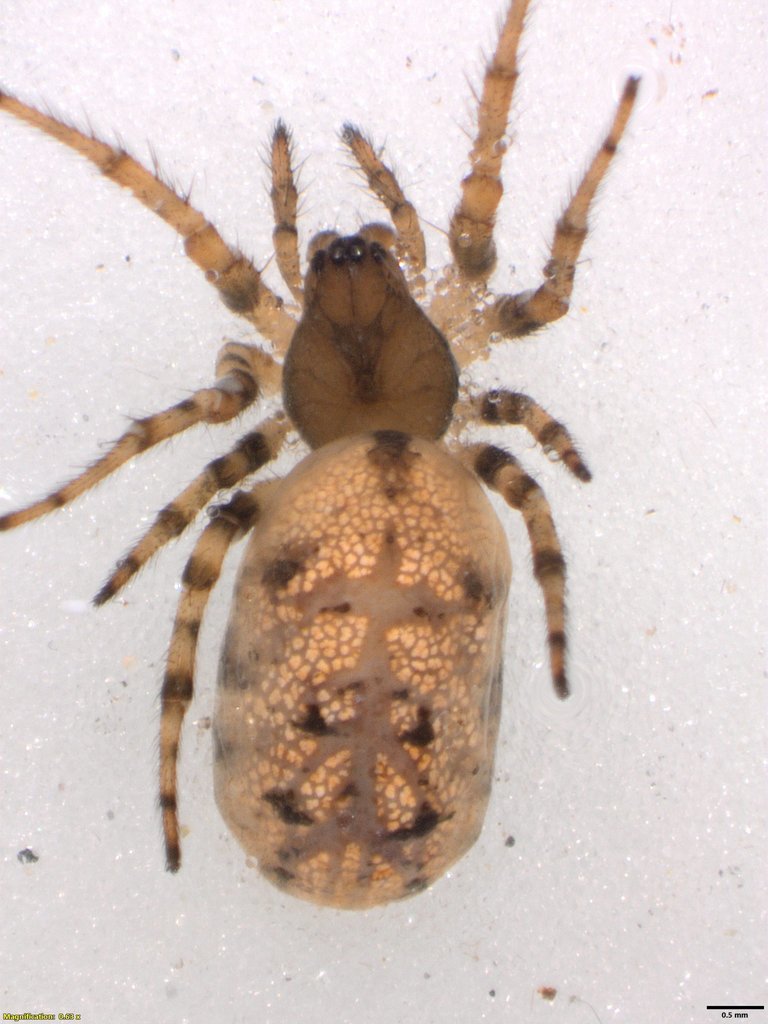 Tube Stone-nest Spider from Kilowern Farm, Rhodes area, Drakensberg ...