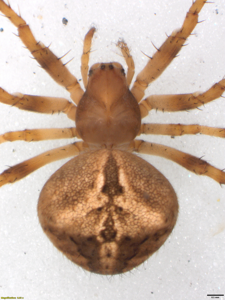 Common Hairy Field Spider from Kilowern Farm, Rhodes area, Drakensberg ...