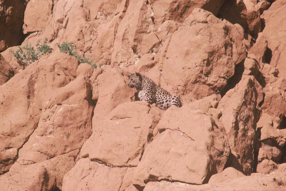 Arabian Leopard (Panthera pardus nimr) - Know Your Mammals