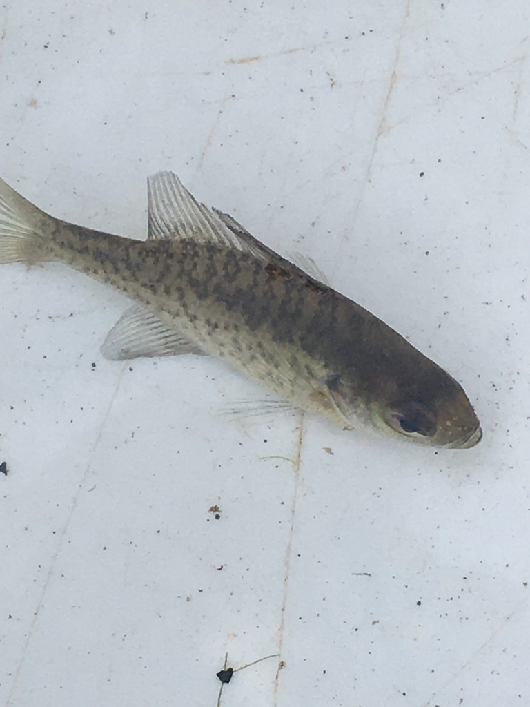 Bluegill from Creamery Rd, New Hope, PA, US on March 10, 2022 at 11:57 ...
