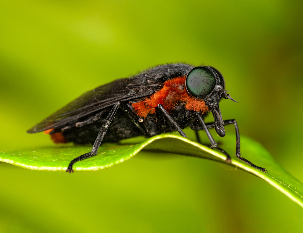 Osca lata from Isla Grande de Chiloé, Los Lagos, Chile on December 28 ...