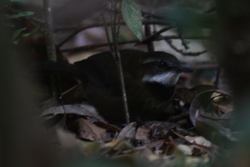 Fernwren (Oreoscopus gutturalis) · iNaturalist