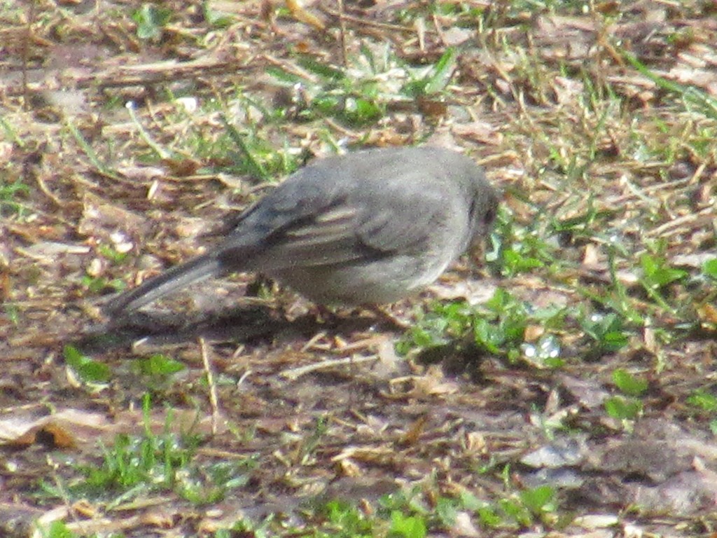Dark-eyed Junco from 2845 Marcey Rd, Arlington, VA 22207, USA on March ...