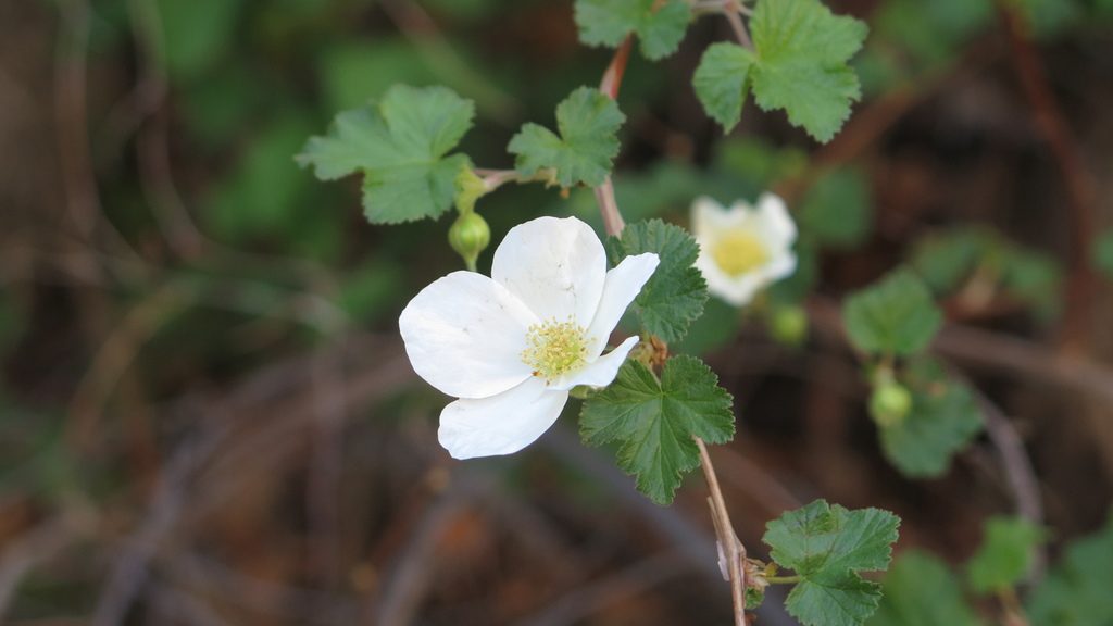Rocky Mountain raspberry from Roxborough Park, CO, USA on May 17, 2018 ...