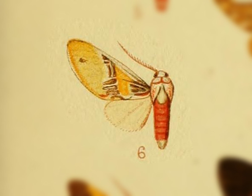 (Idalus agricus)