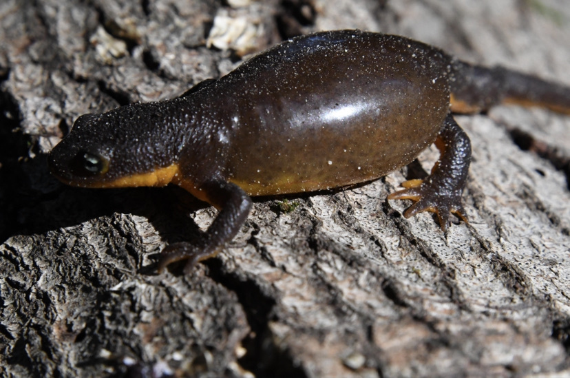 Rough-skinned Newt in March 2022 by ajwildlifephotos. Heavily gravid ...