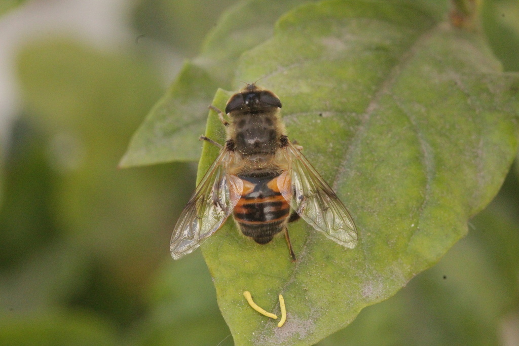 Mosca zángano europea en marzo 2022 por mrmangomx · iNaturalist Mexico