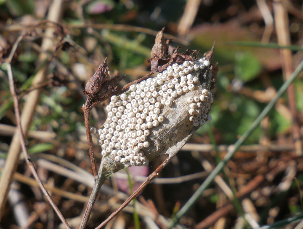 Rusty Tussock Moth from 29640 Schneverdingen, Deutschland on March 10 ...