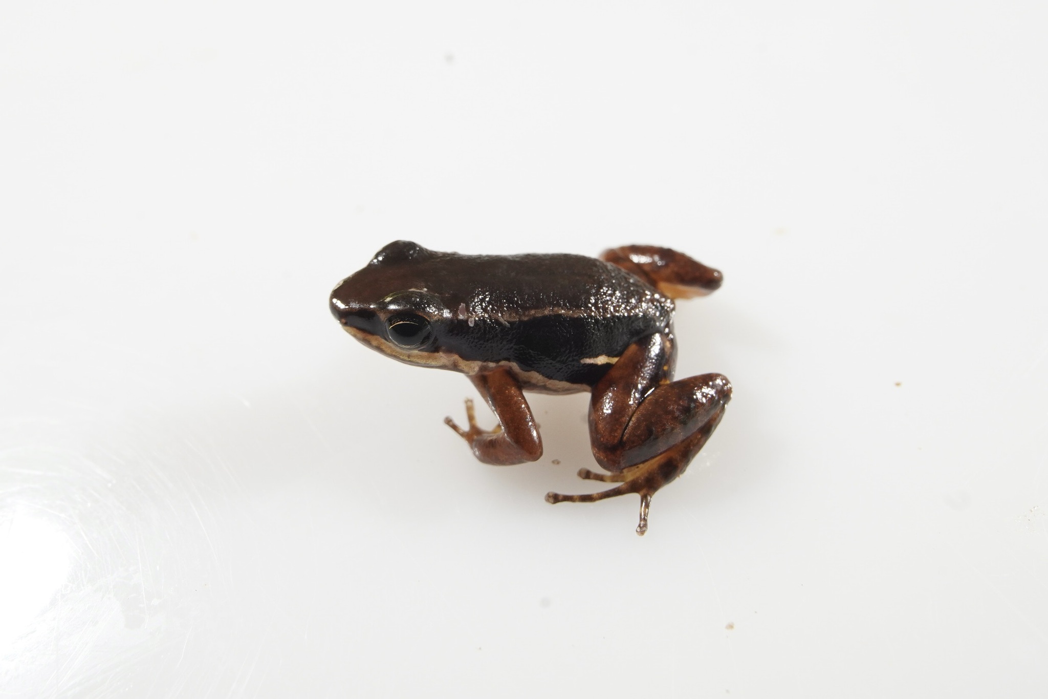 Colostethus Cope, 1866