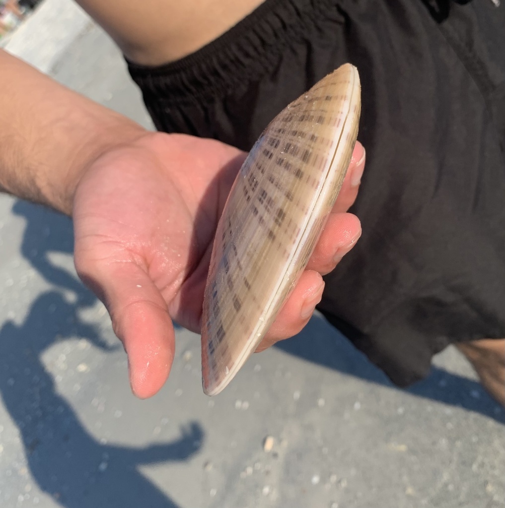 Sunray Venus Clam from North Atlantic Ocean, FL, US on February 20 ...
