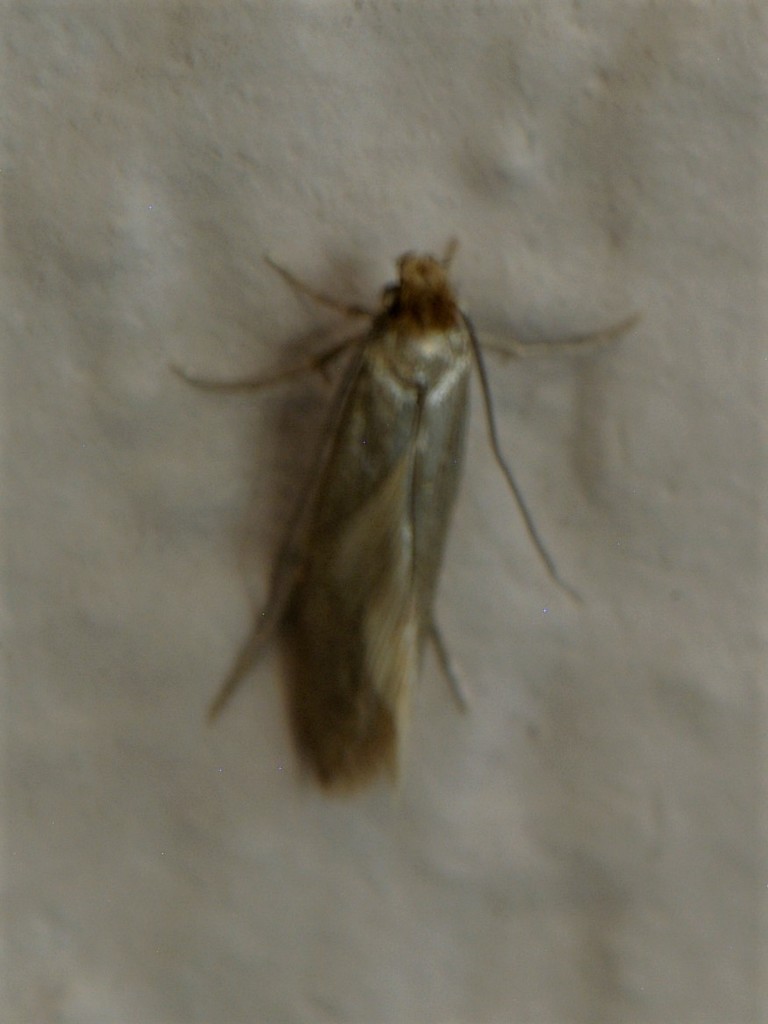 Webbing Clothes Moth in March 2022 by Elliott Gordon. low quality ...