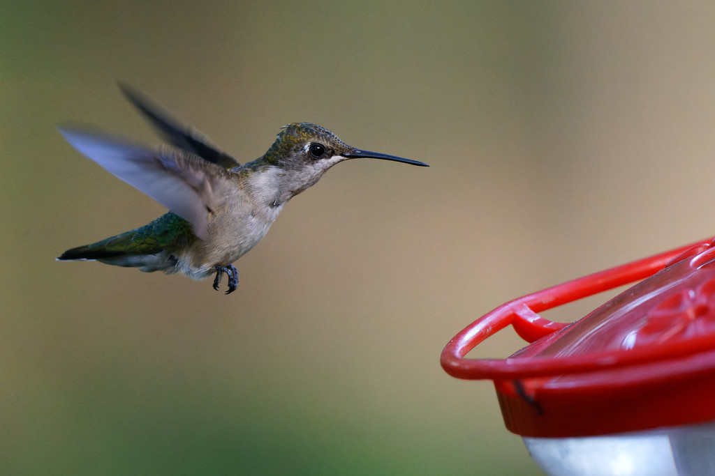 Ruby-throated Hummingbird from Bucks County, PA, USA on August 14, 2021 ...