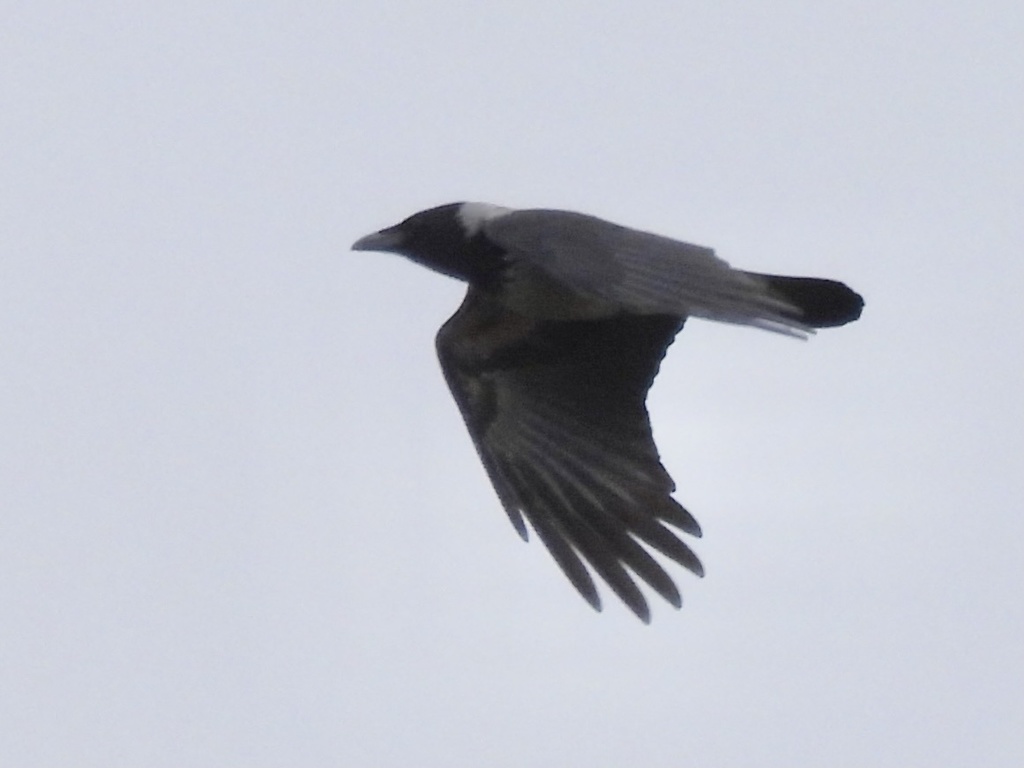 Hooded Crow (Eastern) from Δράμας, Δράμα, Δράμα, GR on March 10, 2022 ...