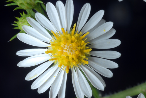 common American asters (Subgenus Symphyotrichum) · iNaturalist