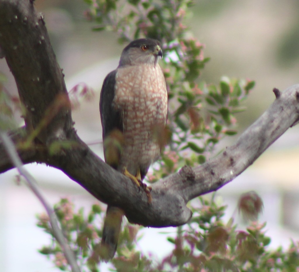 Cooper's Hawk from Rolando Park, San Diego, CA 92115, USA on March 10 ...