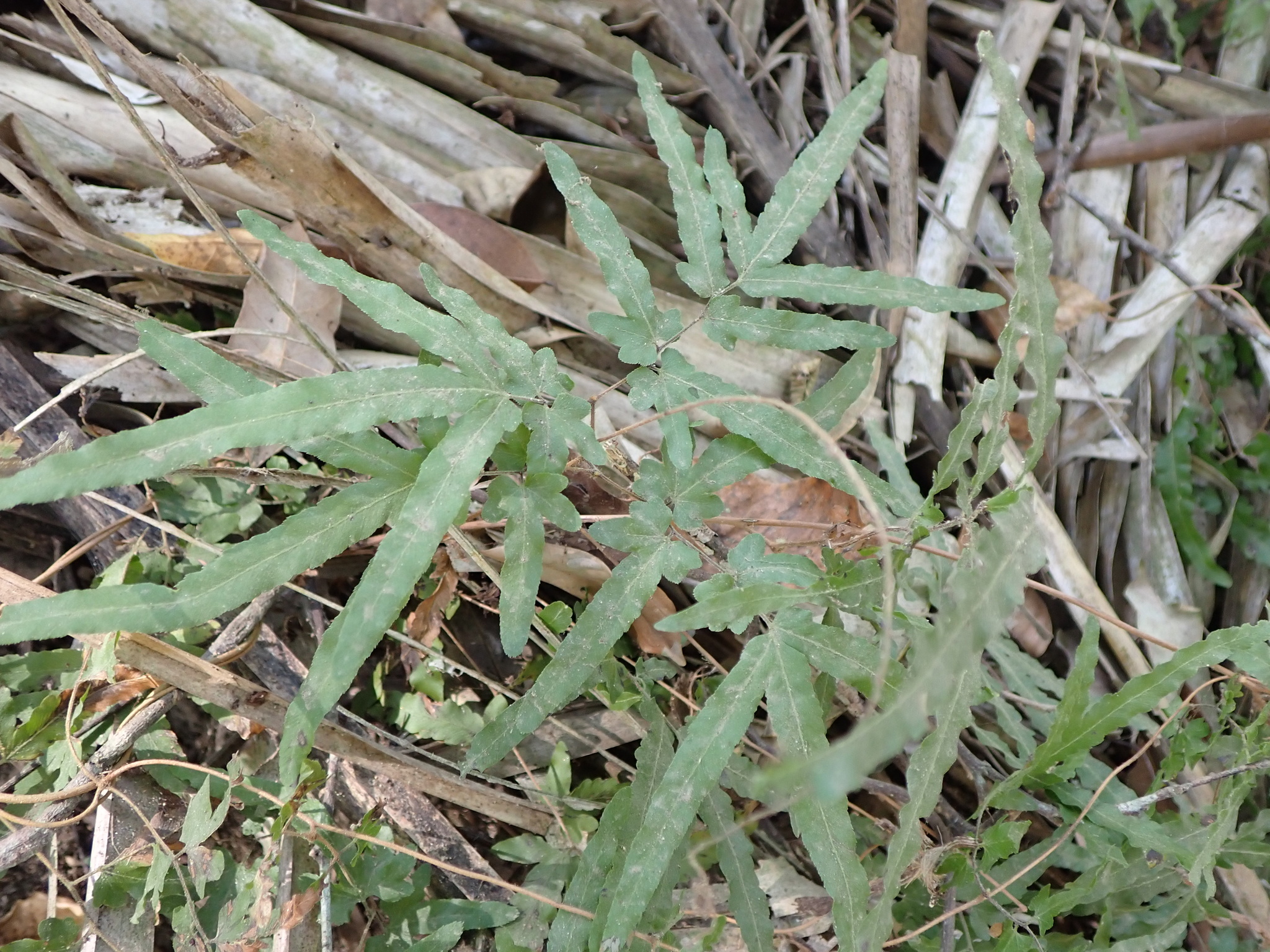 Lygodium venustum Sw.