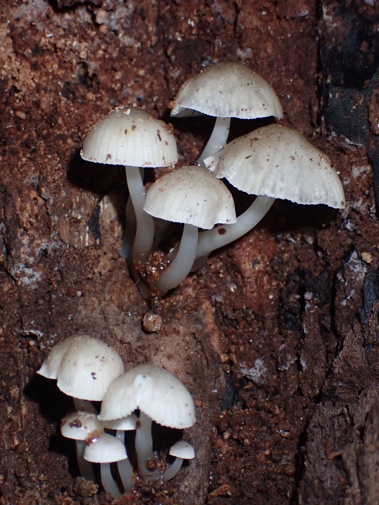 Roridomyces austrororidus from Glenleith, Dunedin 9010, New Zealand on ...