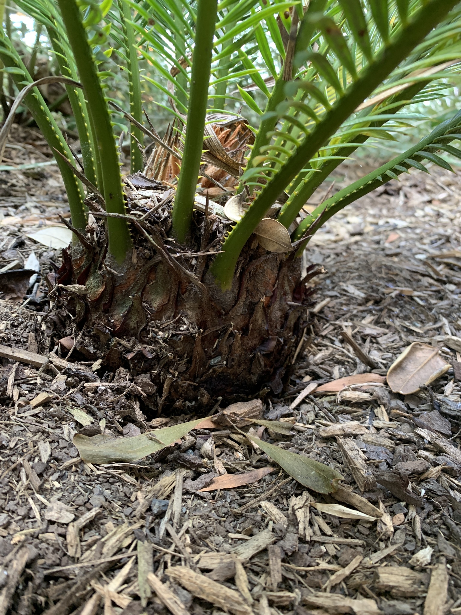 Cycas revoluta Thunb.
