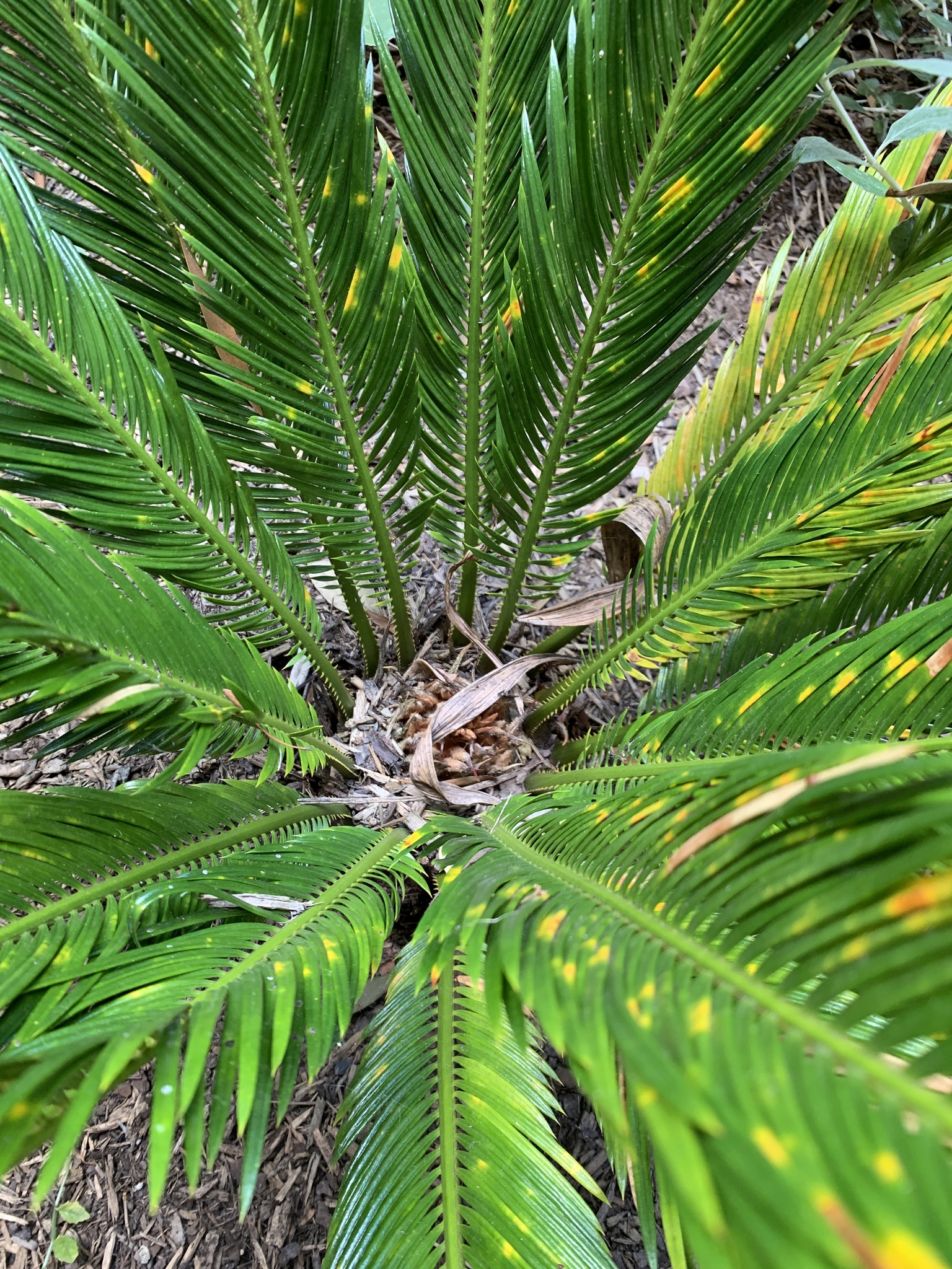Cycas revoluta Thunb.