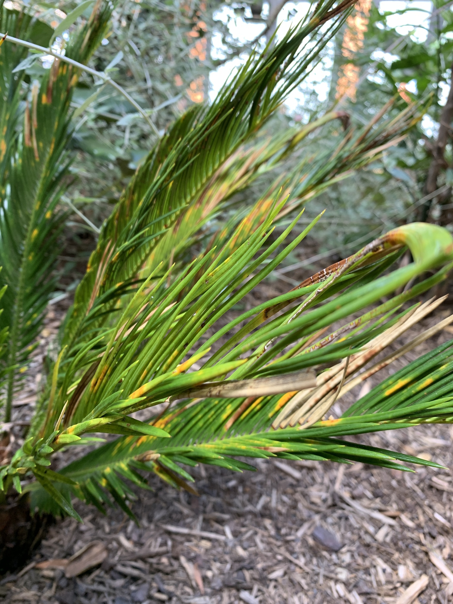 Cycas revoluta Thunb.