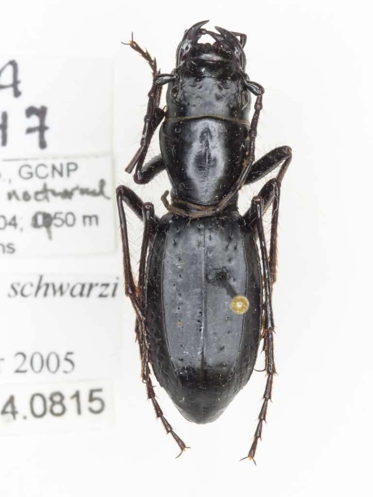 Mojave Giant Tiger Beetle from Coconino County, AZ, USA on August 14 ...