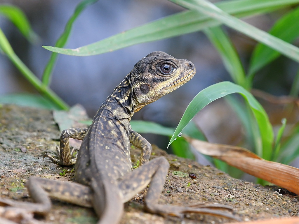 Philippine Sailfin Lizard in March 2022 by stefanie_de_win · iNaturalist