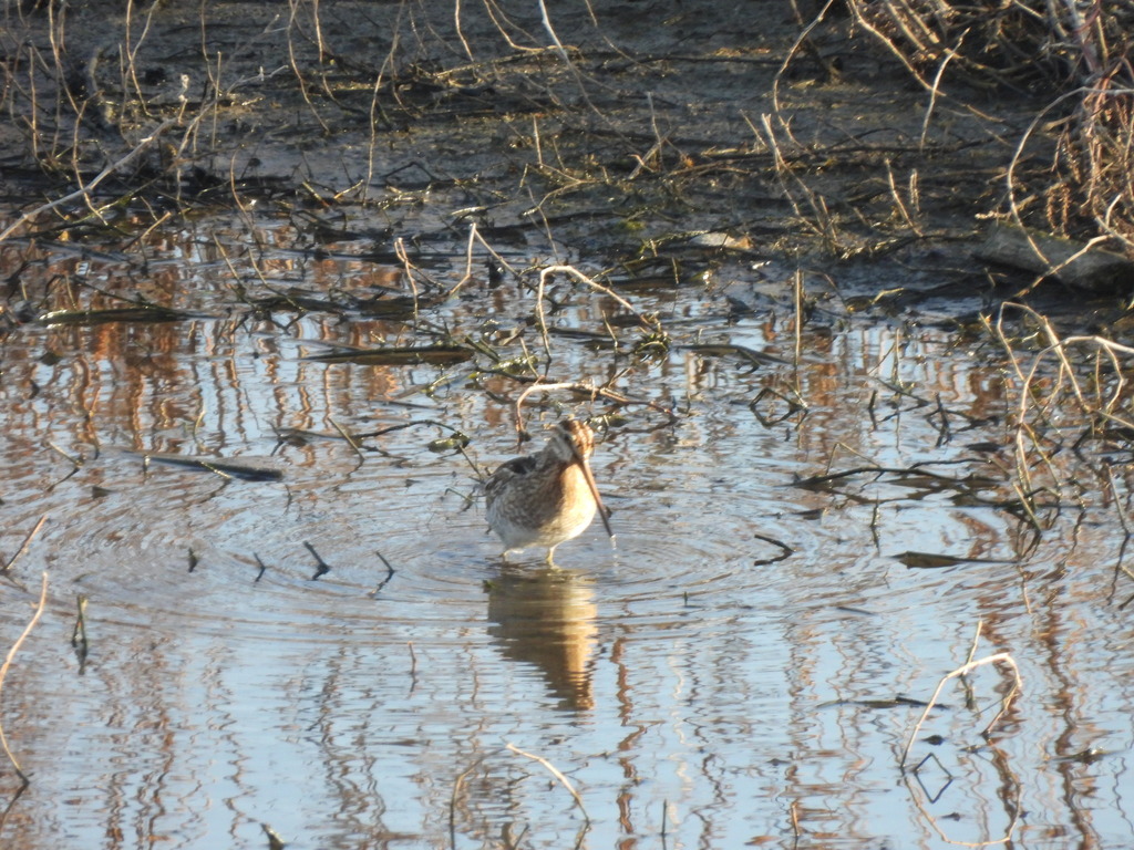 Wilson's Snipe from Fort Worth, TX, USA on March 10, 2022 at 09:00 AM ...