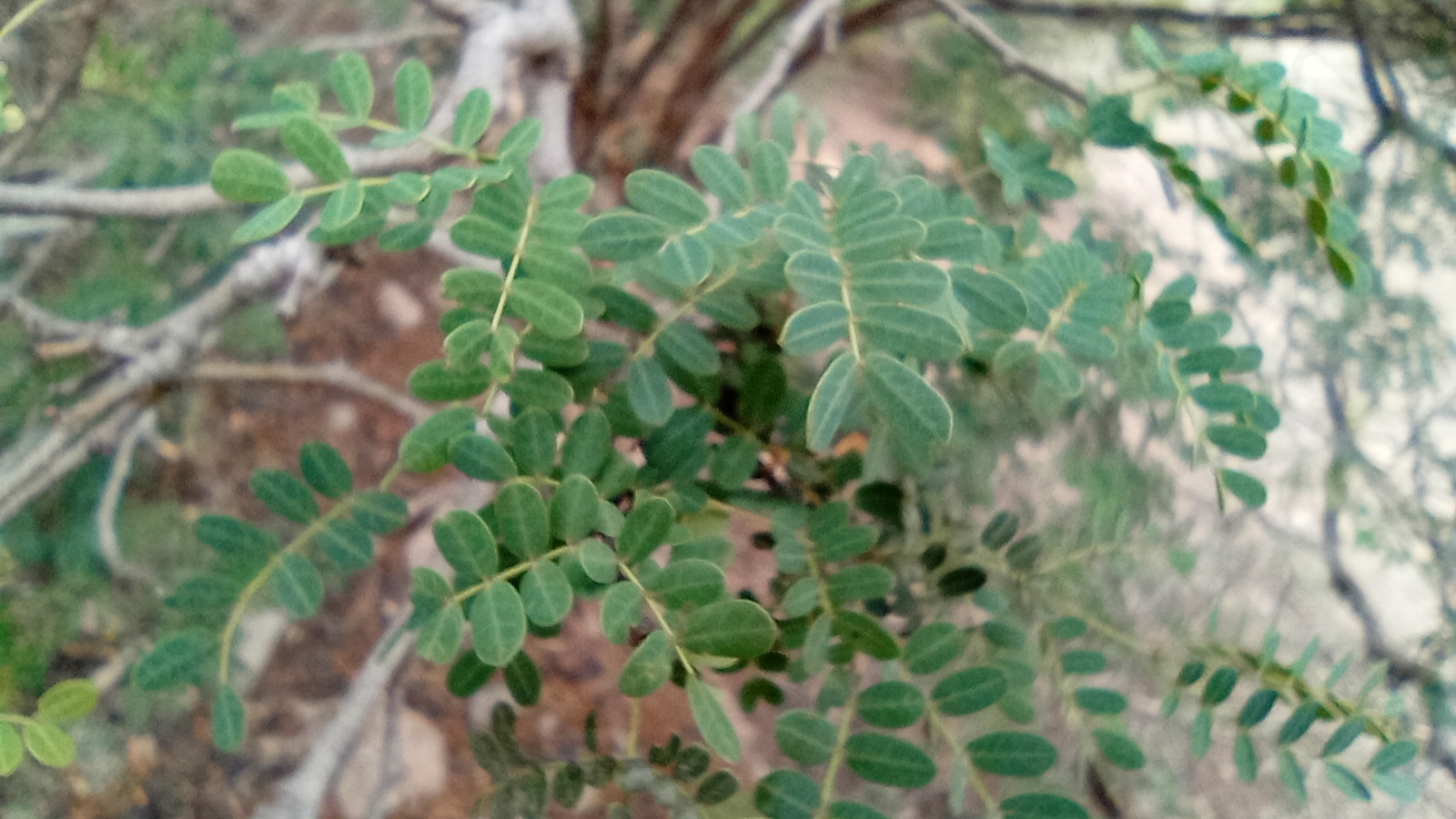 Libidibia glabrata (Kunth) C.Cast. & G.P.Lewis