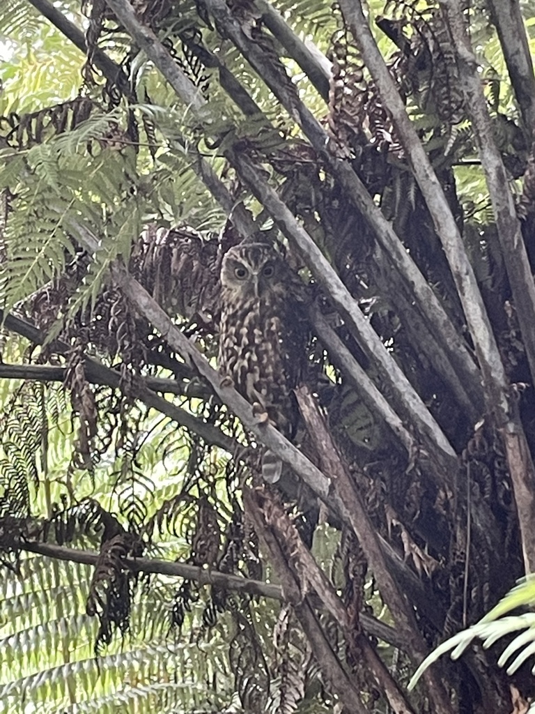 New Zealand Morepork from Nelson, Aniseed Valley, Nelson, NZ on ...