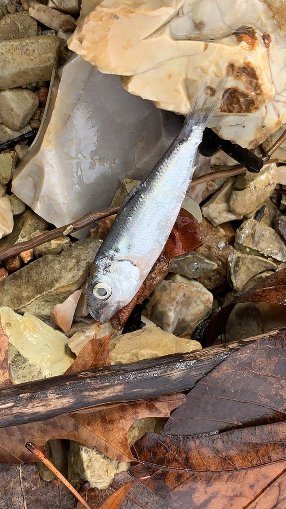 Clupeoidei in March 2022 by alexbarnard · iNaturalist