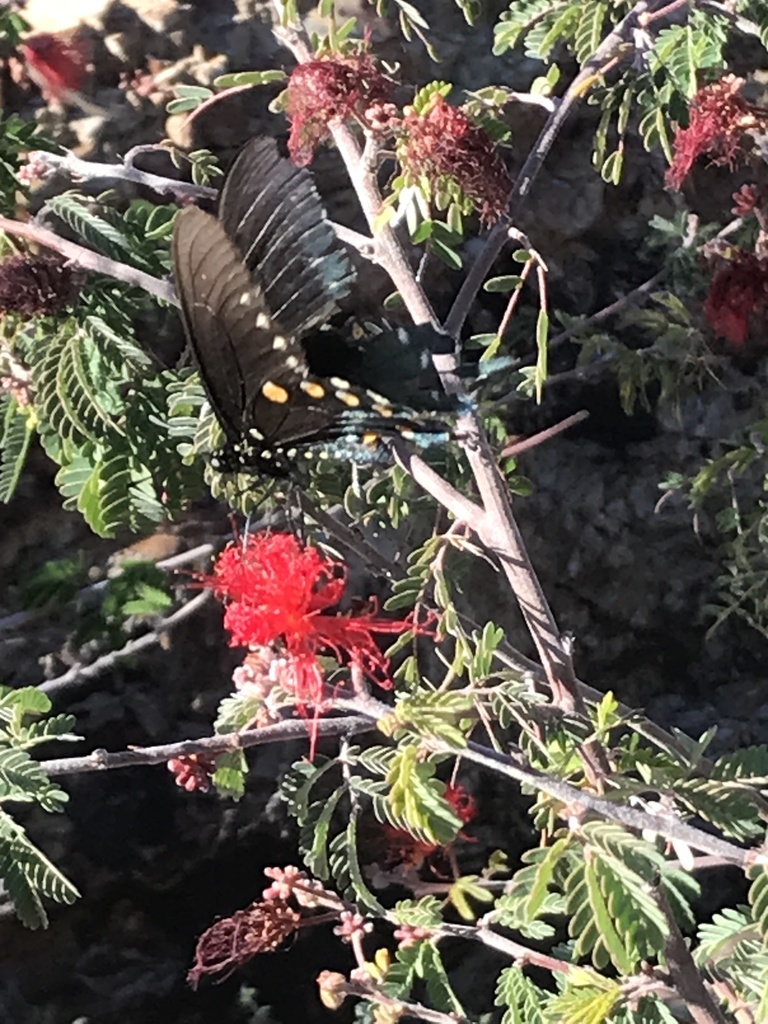 Pipevine Swallowtail from Tohono Chul Park, Tucson, AZ, US on March 10 ...