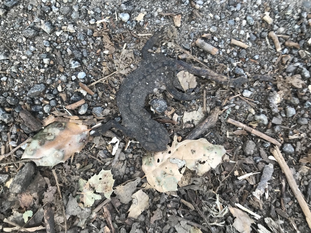Pacific Newts from Hastings Natural History Reserve, Monterey, UC ...