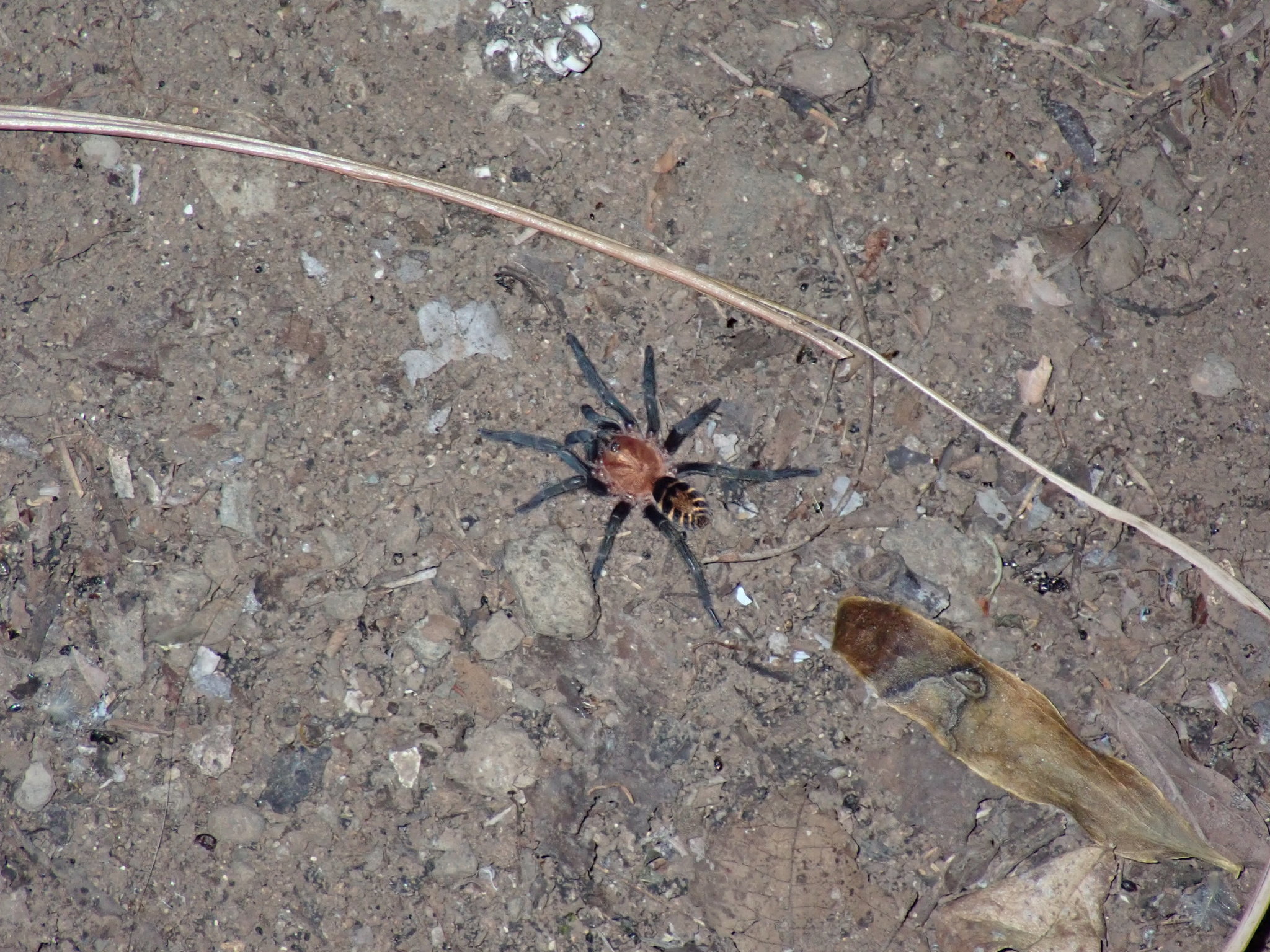 Davus ruficeps (Simon, 1891)