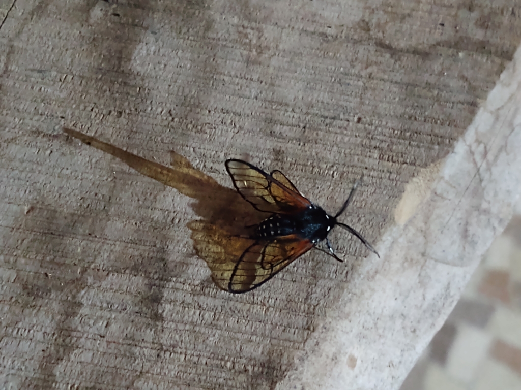 Amber Arctiid Moth from Provincia de Cartago on March 9, 2022 at 09:07 ...