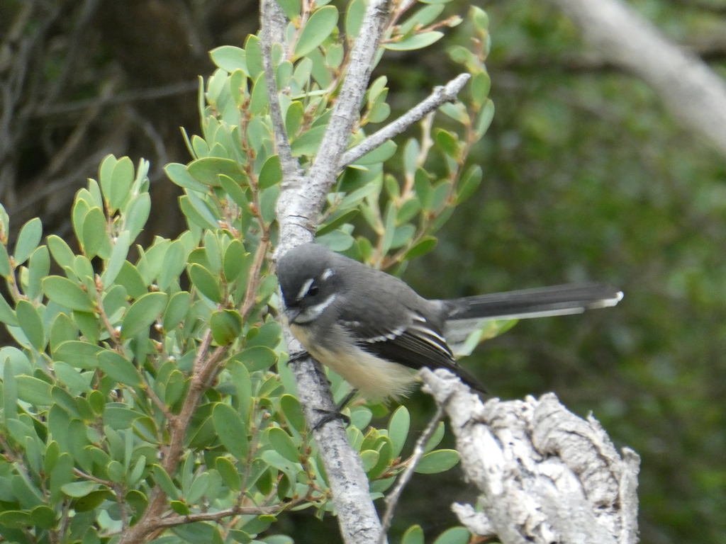 Grey Fantail from Venus Bay VIC 3956, Australia on March 07, 2022 at 04 ...