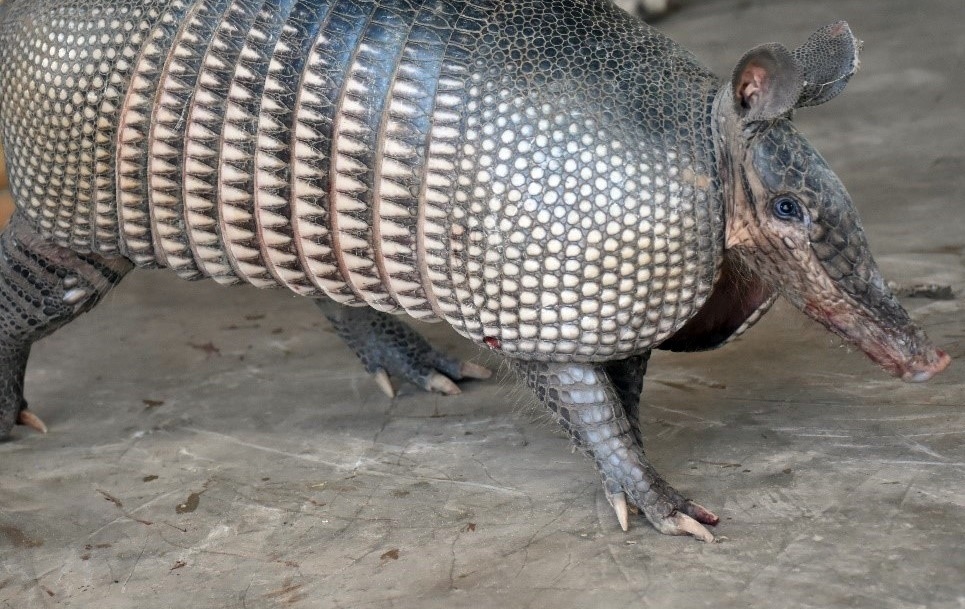 Dasypus kappleri Krauss, 1862