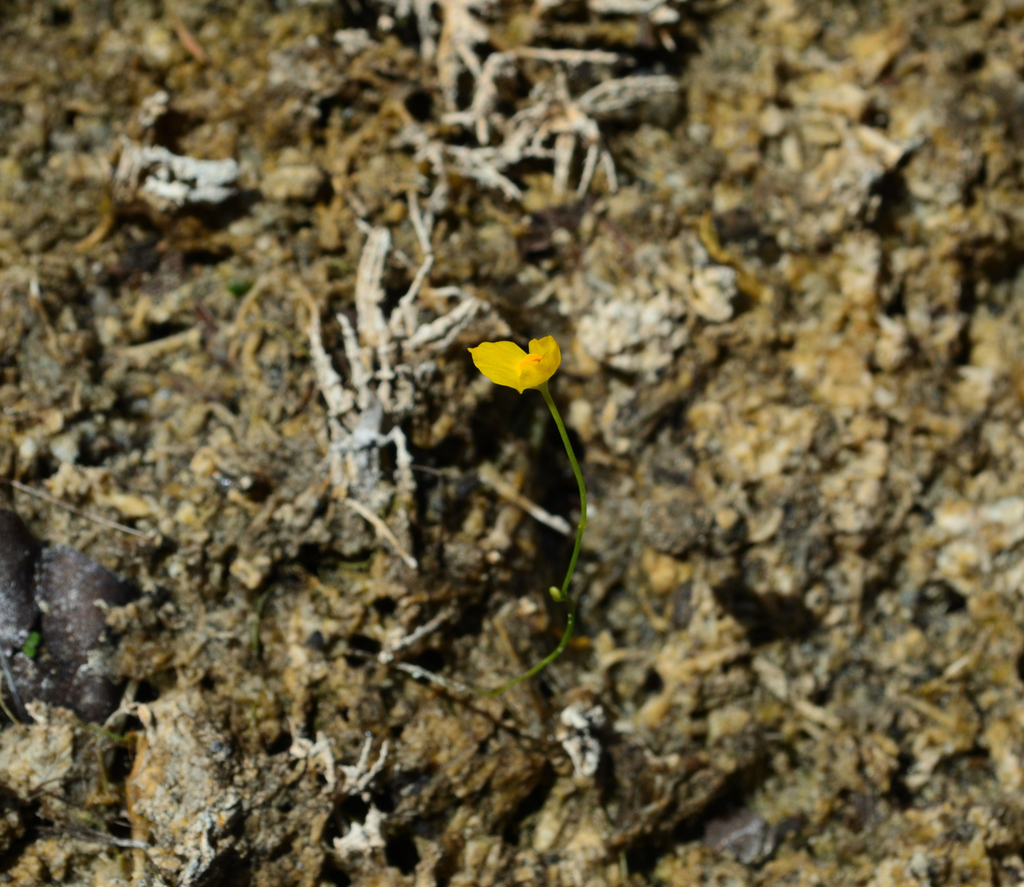 humped bladderwort from Tesoco Nuevo, Tizimín, Yuc., México on March 5 ...