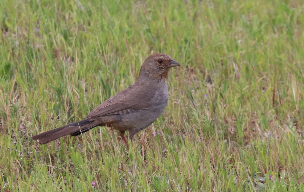 California Towhee from Mission Trails Regional Park, San Diego, CA, USA ...