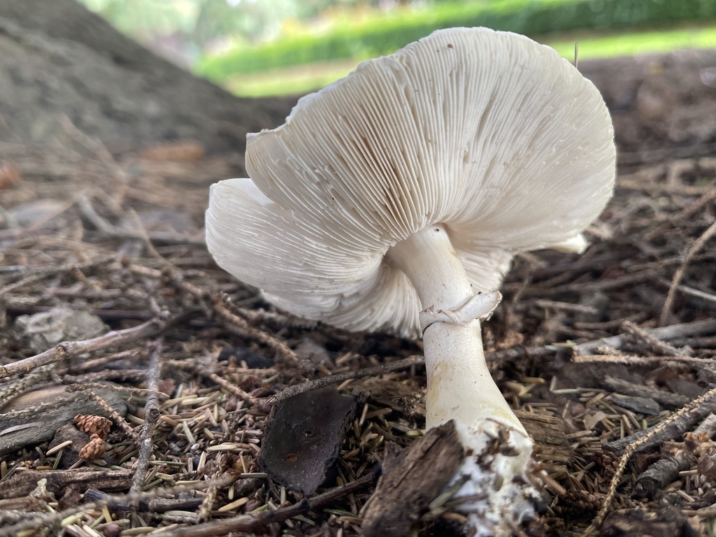 White Dapperling from Ashburton Domain, Ashburton, Canterbury, NZ on ...