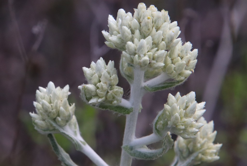 two-color rabbit tobacco from Mission Trails Regional Park, San Diego ...